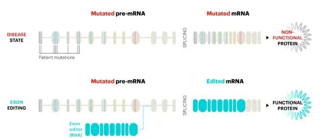 里程碑！首个体内RNA编辑疗法获批IND医药新闻-ByDrug-一站式医药资源共享中心-医药魔方