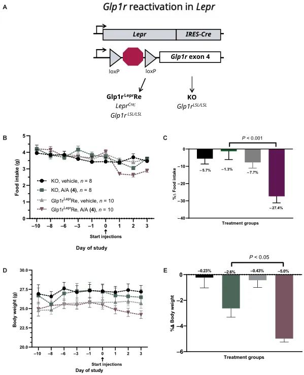 诺和诺德最新Science子刊：GLP-1R/LepR双重激动剂来了……医药新闻-ByDrug-一站式医药资源共享中心-医药魔方