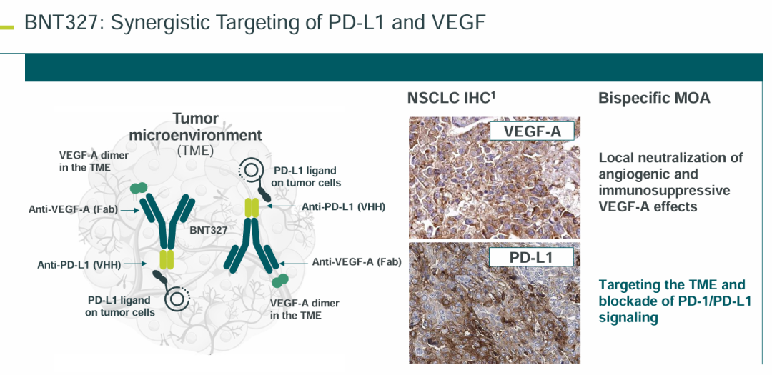 111亿美元！BMS宣布与BioNTech共同开发PD-L1/VEGF双抗医药新闻-ByDrug-一站式医药资源共享中心-医药魔方