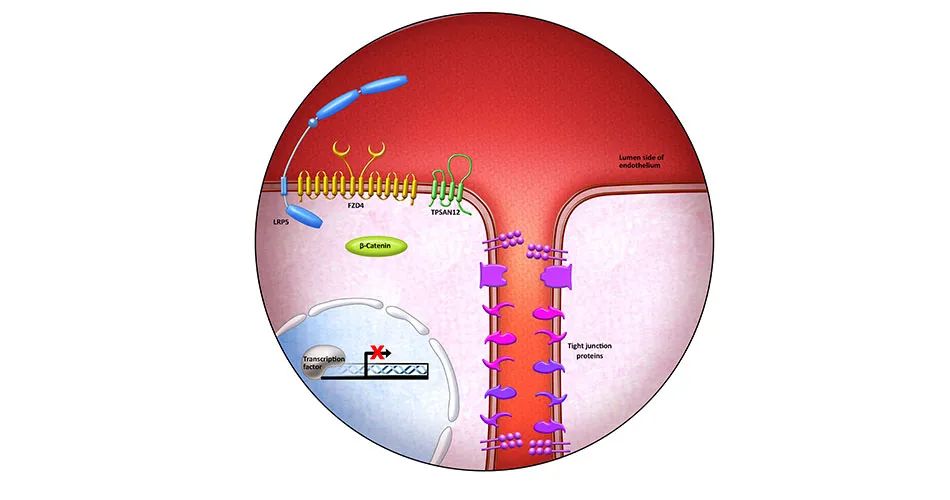 全球首个！默沙东眼科三抗启动II/III期研究医药新闻-ByDrug-一站式医药资源共享中心-医药魔方