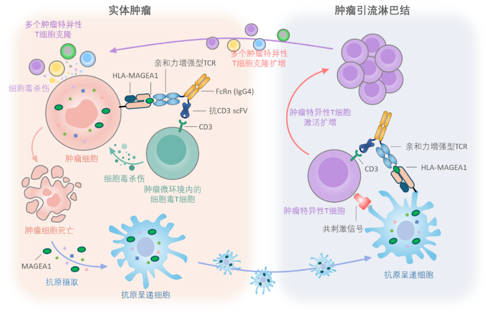 全球首款！可瑞生物TCR-TCE创新药获FDA IND批准，开启实体瘤精准治疗新篇章医药新闻-ByDrug-一站式医药资源共享中心-医药魔方