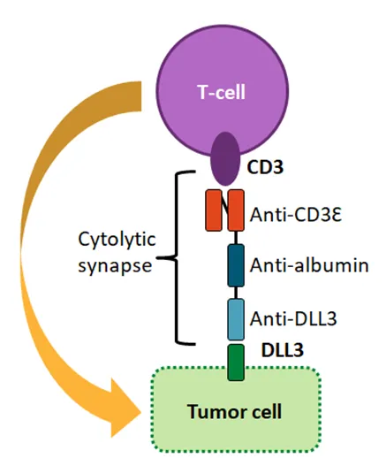 1.7亿美元首付：第一三共从默沙东引进一款DLL3/CD3双抗医药新闻-ByDrug-一站式医药资源共享中心-医药魔方