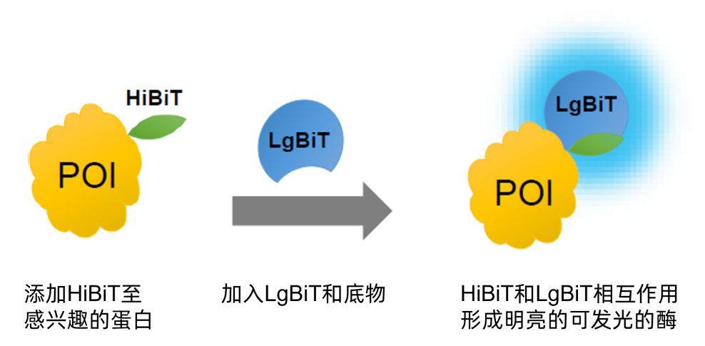 技术 | 使用HiBiT发光多肽标签监测内源水平的蛋白动力学医药新闻-ByDrug-一站式医药资源共享中心-医药魔方
