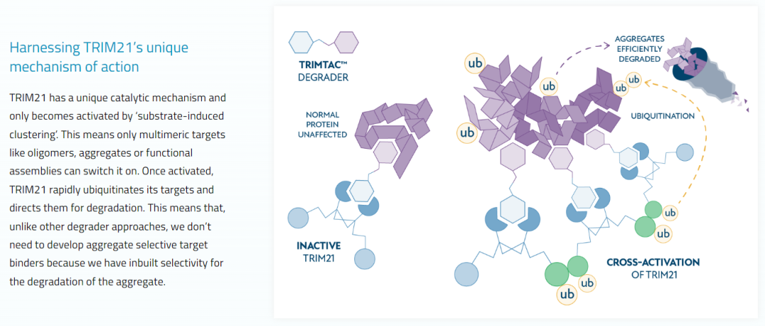 获多家MNC加注！3100万美元种子轮融资，开发TRIMTAC降解剂医药新闻-ByDrug-一站式医药资源共享中心-医药魔方