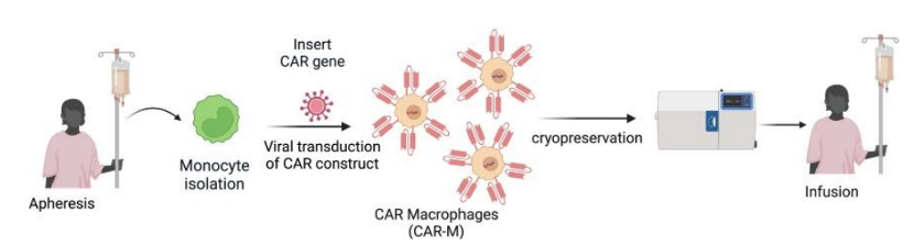 CAR-M疗法：实体瘤治疗领域的新星医药新闻-ByDrug-一站式医药资源共享中心-医药魔方