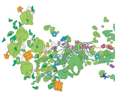 资源 | 适用于ENPP1, CD73，PED抑制剂筛选，更优的通用型AMP检测系统医药新闻-ByDrug-一站式医药资源共享中心-医药魔方