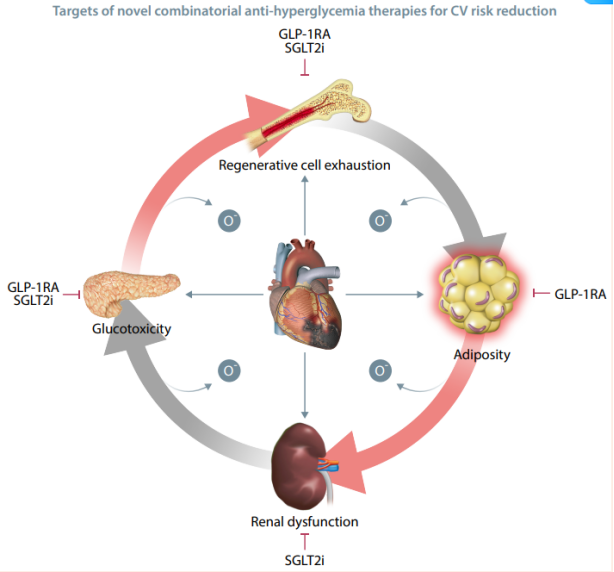 强强联合！联合SGLT2i与GLP-1RA心血管获益值得探讨医药新闻-ByDrug-一站式医药资源共享中心-医药魔方