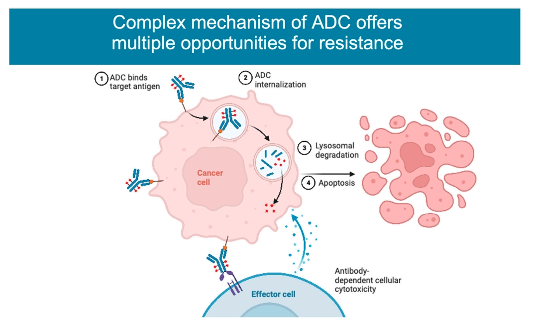 ADC的耐药机制医药新闻-ByDrug-一站式医药资源共享中心-医药魔方