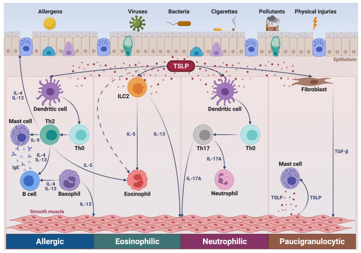 新药进展 I 洛启生物公布吸入式TSLP纳米抗体药物LQ043H在中国健康受试者中开展的Ia期临床研究最新结果医药新闻-ByDrug-一站式 ...