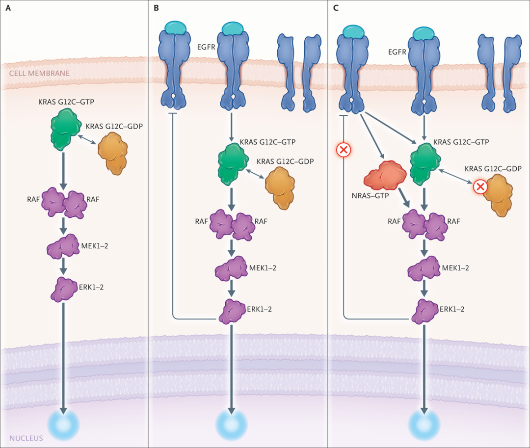 NEJM丨首个！CodeBreaK 300为结直肠癌KRAS靶向联合治疗提供依据医药新闻-ByDrug-一站式医药资源共享中心-医药魔方
