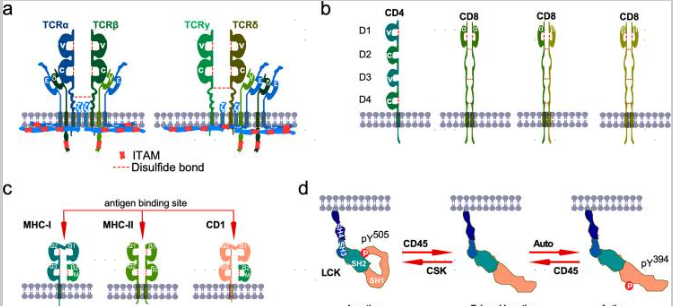 探索T细胞宇宙，TCR抗原数据库汇总全解析医药新闻-ByDrug-一站式医药资源共享中心-医药魔方
