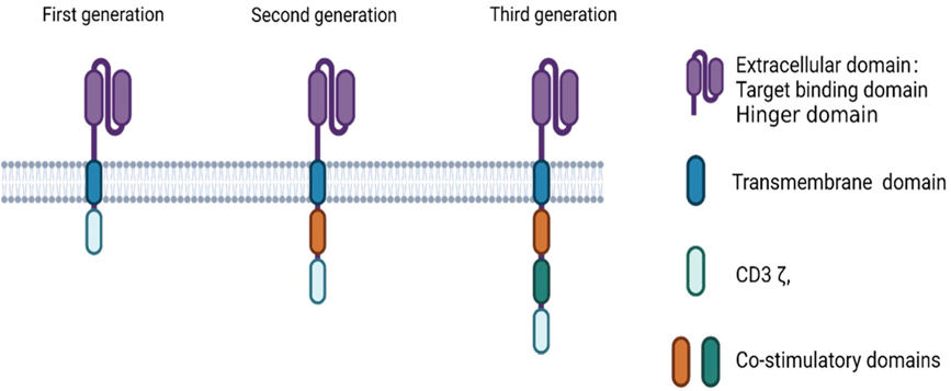 深度梳理CAR疗法 | 从CAR-T、CAR-NK到CAR-M，都有哪些应用难点与解决策略？医药新闻-ByDrug-一站式医药资源共享中心-医药魔方