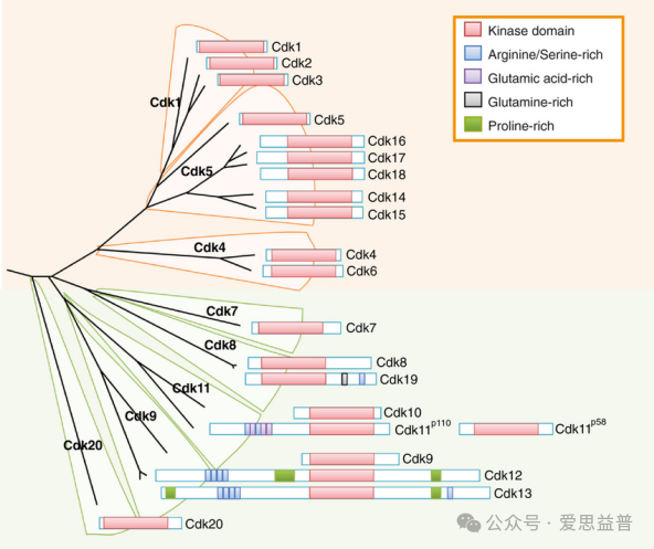 ICE靶标蛋白| CDK系列蛋白产品医药新闻-ByDrug-一站式医药资源共享中心-医药魔方