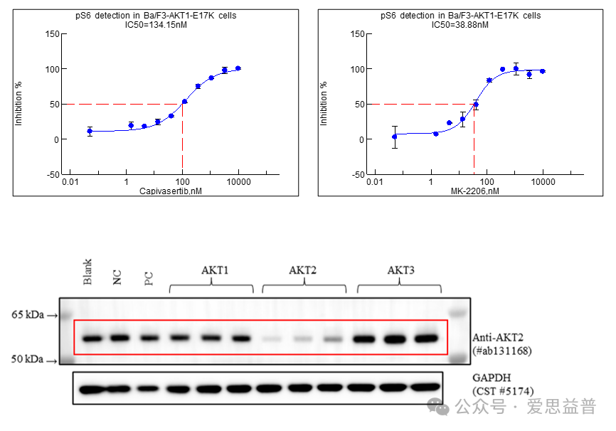 AKT抑制剂研究进展及筛选策略医药新闻-ByDrug-一站式医药资源共享中心-医药魔方