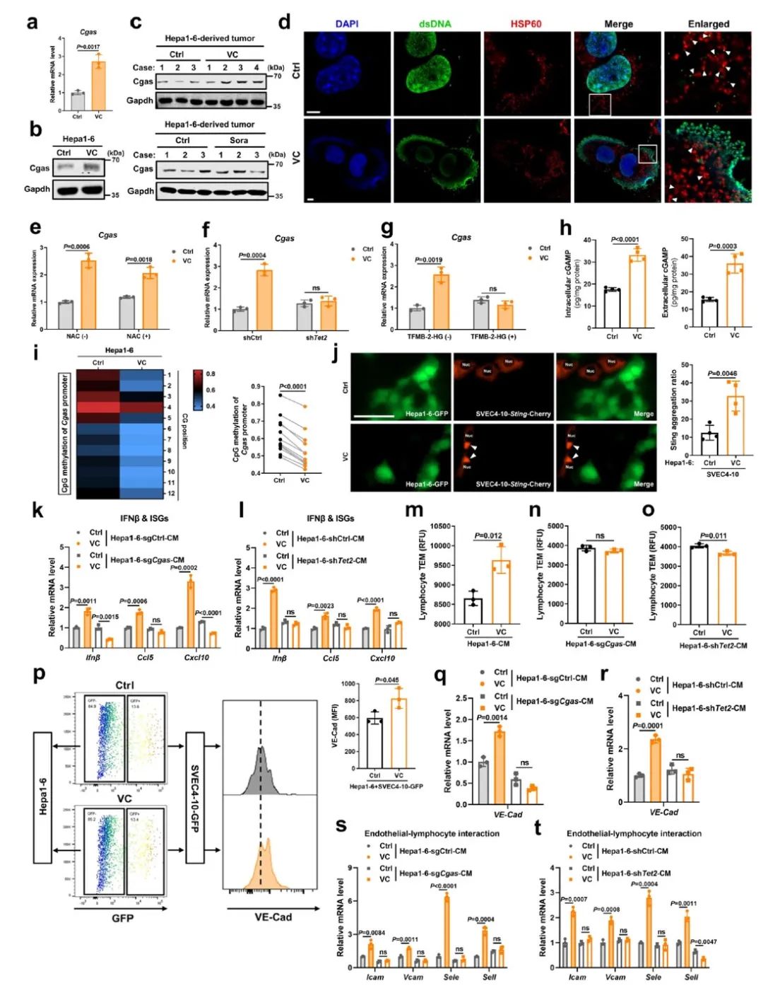 海军军医大学王红阳/杨文团队揭示TET2介导的cGAS-STING通路在肝癌细胞和内皮细胞间交互调控血管正常化和免疫治疗医药新闻-ByDrug-一站式医药资源共享中心-医药魔方