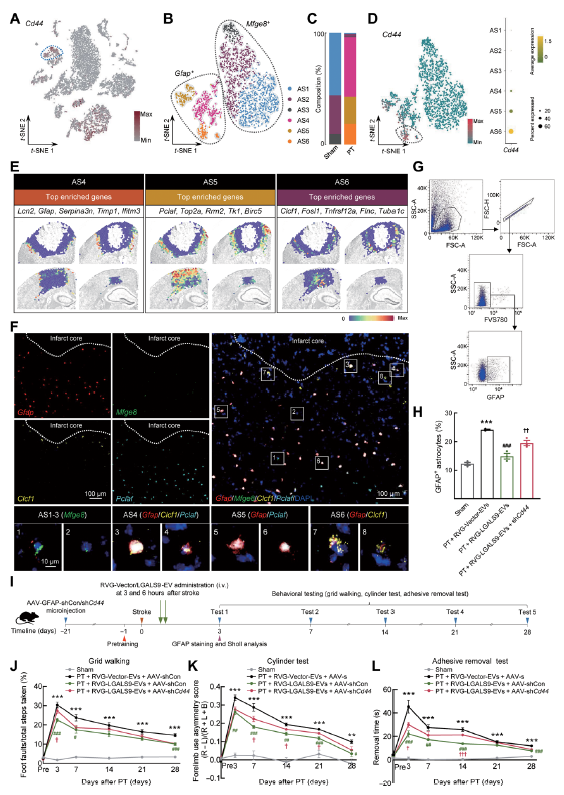 Sci Transl Med | 东南大学姚红红教授团队揭示LGALS9-CD44信号通路在卒中后脑修复中的重要作用医药新闻-ByDrug-一 ...