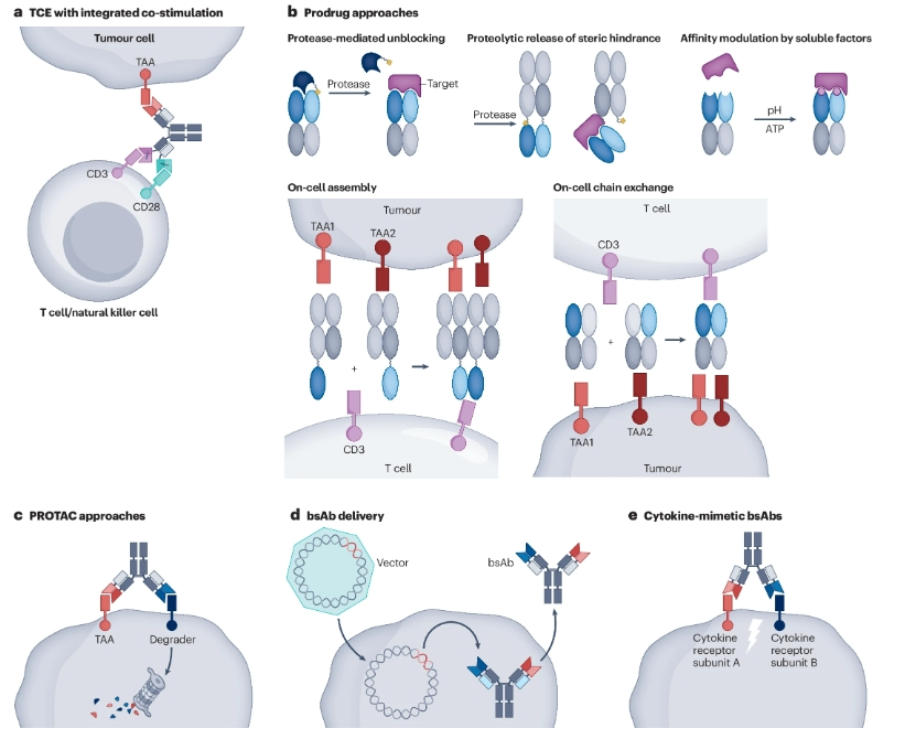 双特异性抗体癌症治疗的现状与展望医药新闻-ByDrug-一站式医药资源共享中心-医药魔方