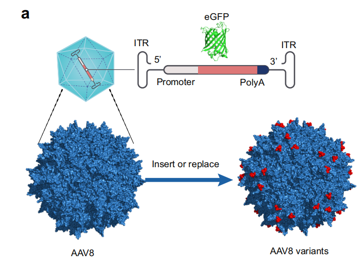 康弘药业AAV基因治疗研究成果在Nature子刊发表，一种AAV新型载体，实现高效、跨物种的眼部定向基因递送医药新闻-ByDrug-一站式医药 ...