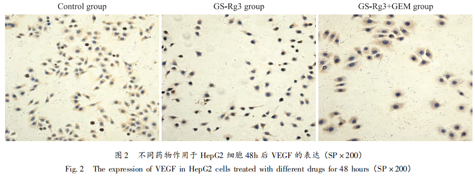 GS-Rg3联合GEM对肝癌HepG2细胞株及其VEGF的影响医药新闻-ByDrug-一站式医药资源共享中心-医药魔方
