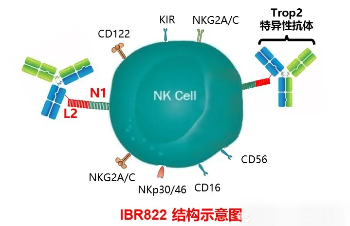 英百瑞：全球首款Trop-2 CAR-NK细胞产品I期临床试验正式启动医药新闻-ByDrug-一站式医药资源共享中心-医药魔方