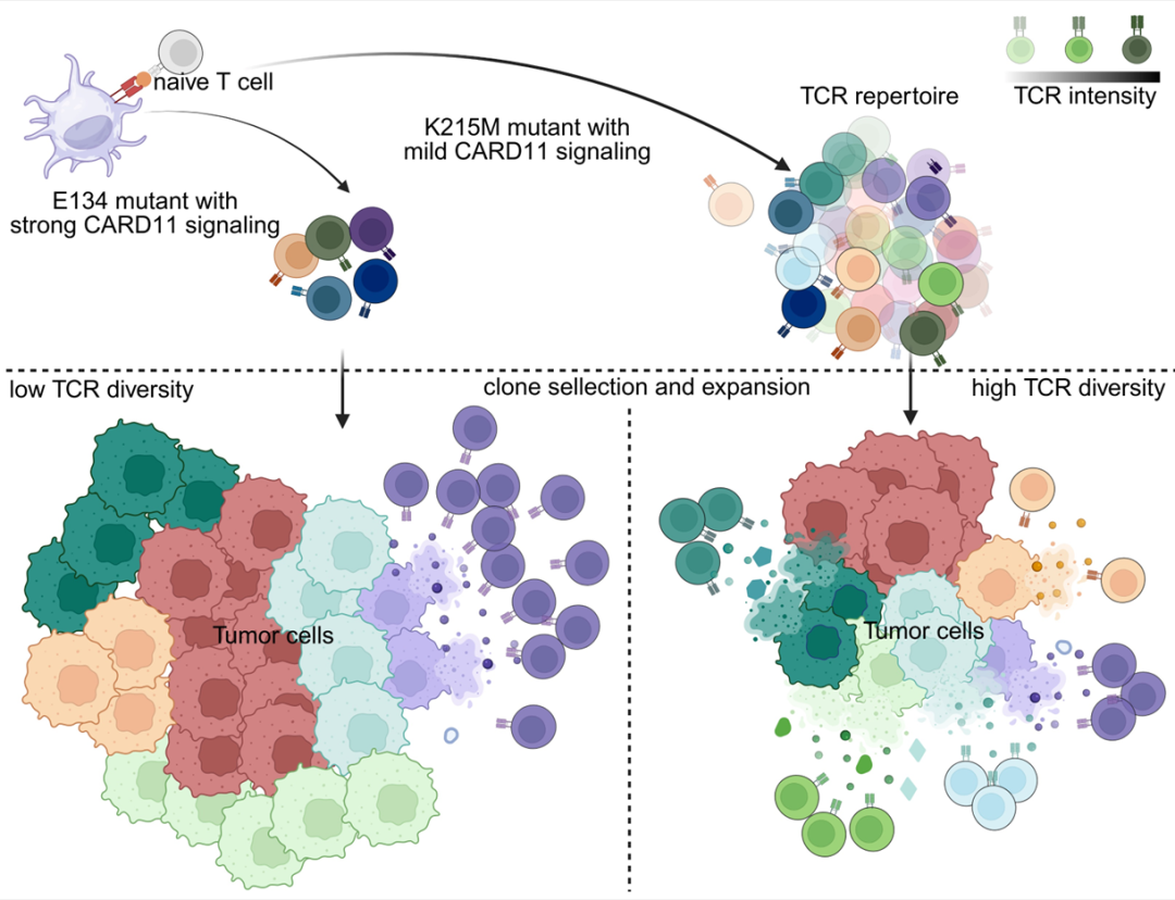 吕伟研究组合作揭示T细胞受体（TCR）信号通路强度与肿瘤中T细胞耗竭性分化关系医药新闻-ByDrug-一站式医药资源共享中心-医药魔方
