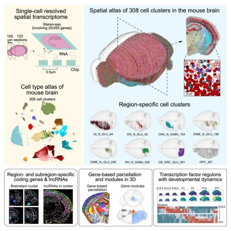 Neuron发表小鼠全脑单细胞分辨率的3D图谱，助力脑疾病机制研究与药物靶标发现医药新闻-ByDrug-一站式医药资源共享中心-医药魔方