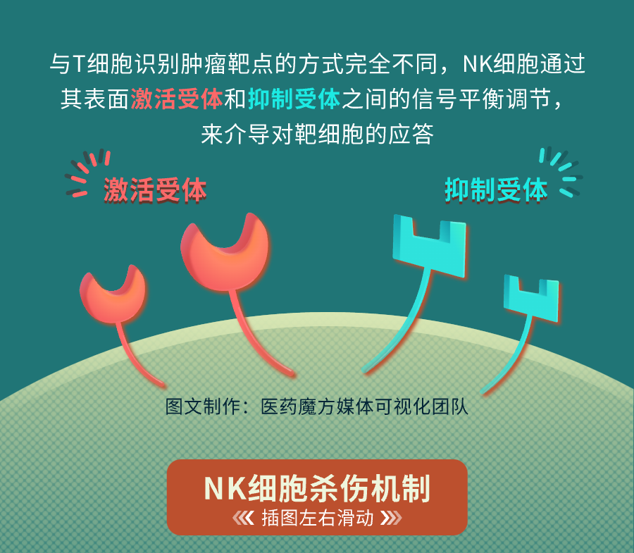 图解实体瘤克星——NK细胞疗法医药新闻-ByDrug-一站式医药资源共享中心-医药魔方
