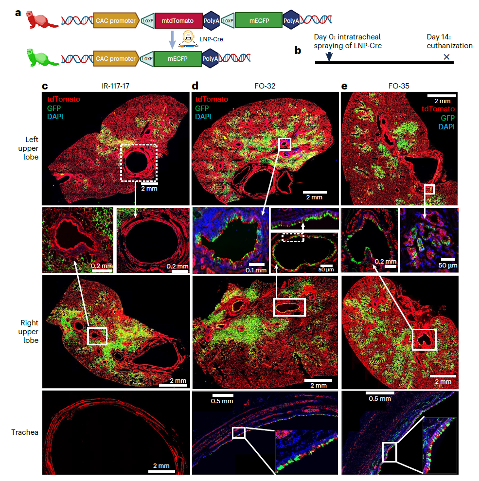 新型LNP来了，实现肺部高效递送| Nature子刊医药新闻-ByDrug-一站式医药资源共享中心-医药魔方