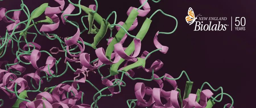 NEB 最新生物治疗和创新药开发方案-高效、稳定（附 GMP 级别生产优势）医药新闻-ByDrug-一站式医药资源共享中心-医药魔方