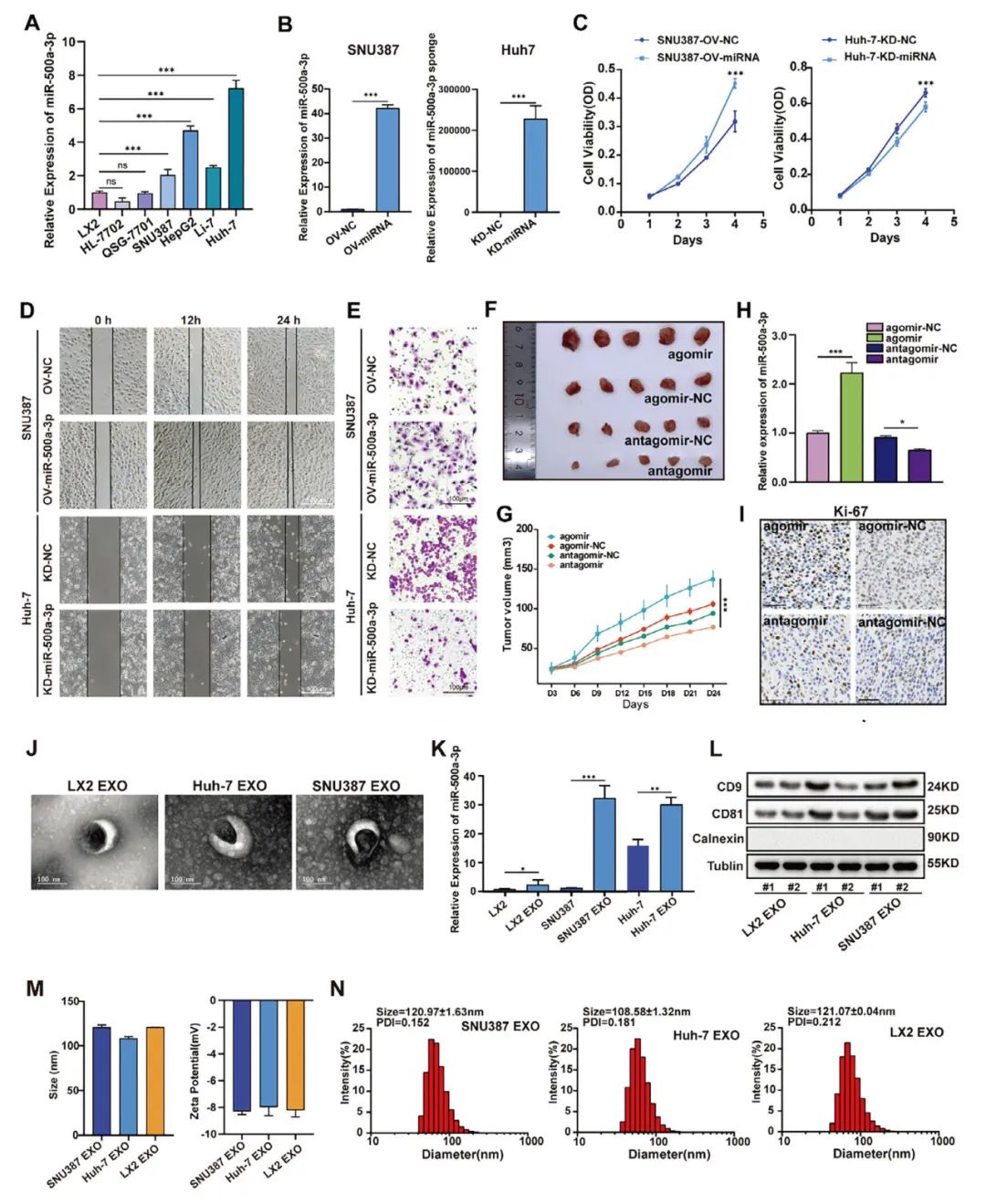 Adv Sci（IF14.3）丨癌细胞来源的外泌体miR-500a-3p调节肝星状细胞活化和免疫抑制微环境医药新闻-ByDrug-一站式医药资源共享中心-医药魔方