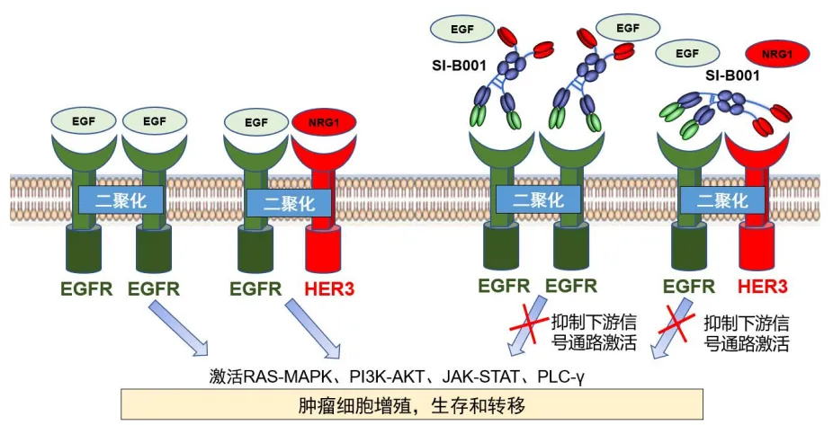 百利天恒HER3/EGFR双抗ADC拟纳入突破性疗法医药新闻-ByDrug-一站式医药资源共享中心-医药魔方