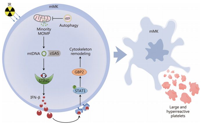 MMR-揭示放射损伤后骨髓巨核细胞的作用与机制医药新闻-ByDrug-一站式医药资源共享中心-医药魔方