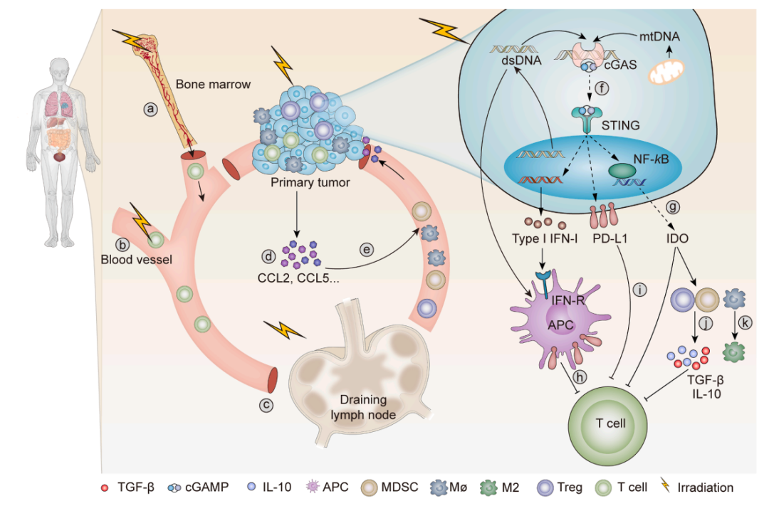 放射治疗：免疫治疗时代的光与暗医药新闻-ByDrug-一站式医药资源共享中心-医药魔方