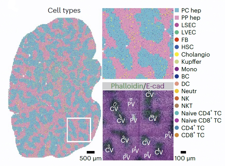 Nat Genet (IF=30.8) | 派真AAV助力哺乳动物肝脏高精度时空图谱的描绘医药新闻-ByDrug-一站式医药资源共享中心-医药魔方
