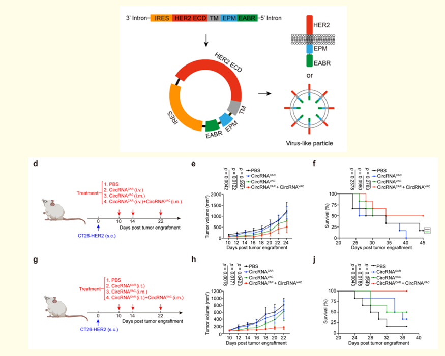 复旦大学最新成果：circRNA疫苗增强circRNA-CAR介导的抗肿瘤效应医药新闻-ByDrug-一站式医药资源共享中心-医药魔方